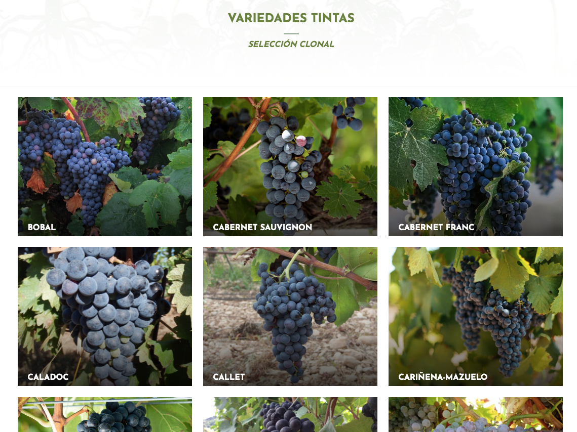 Selección Clonal para Variedades de Uva Tintas